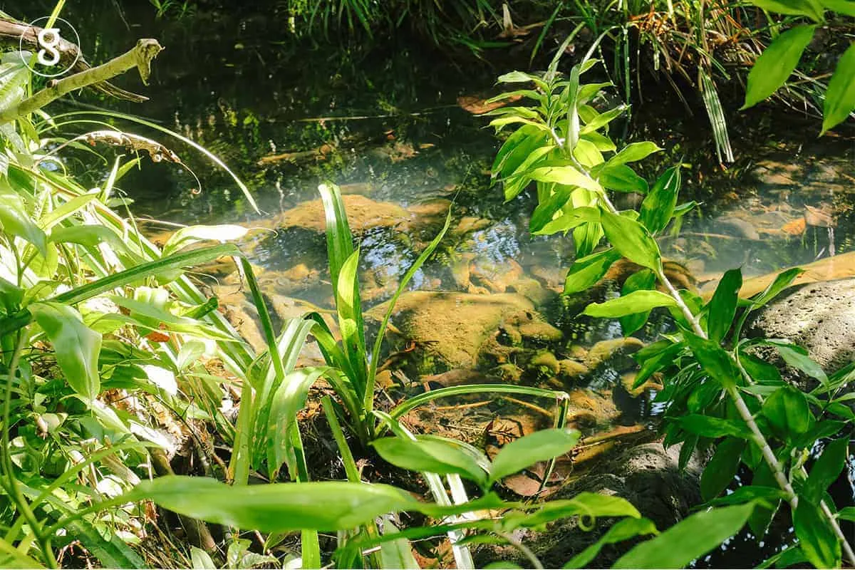 ล้อมวงกินอาหารหรอยในป่าดิบชื้นกลางทะเลใส สุดยอด superlife ที่เกาะยาวใหญ่ จังหวัดพังงา - greenery.