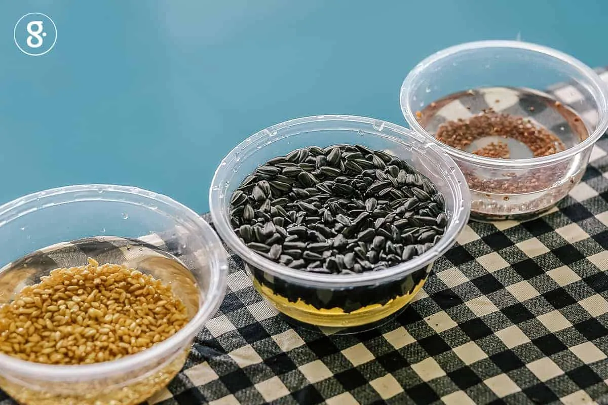 หัดเพาะไมโครกรีน ผักแจ๋วปลูกง่าย ขึ้นไวในพื้นที่หนึ่งฝ่ามือ - greenery.