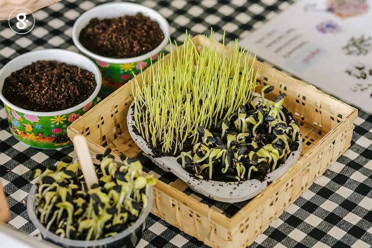 หัดเพาะไมโครกรีน ผักแจ๋วปลูกง่าย ขึ้นไวในพื้นที่หนึ่งฝ่ามือ - greenery.