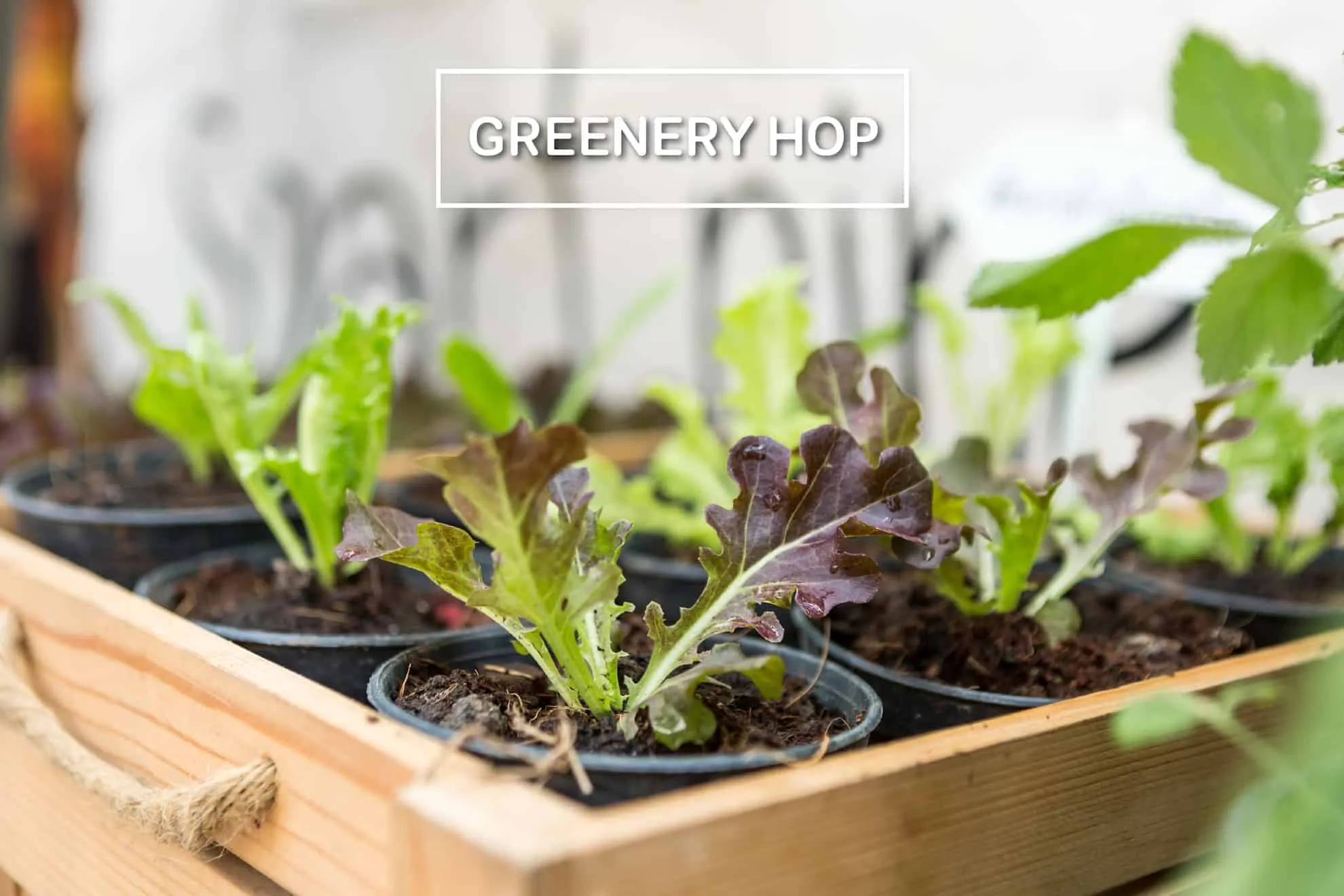 Greenery HOP: ซัมเมอร์นี้ ออกไปเติมความสดชื่นกับพืชผักใหม่ๆ จากสวน นานาผลไม้หน้าร้อน และวัตถุดิบ ...