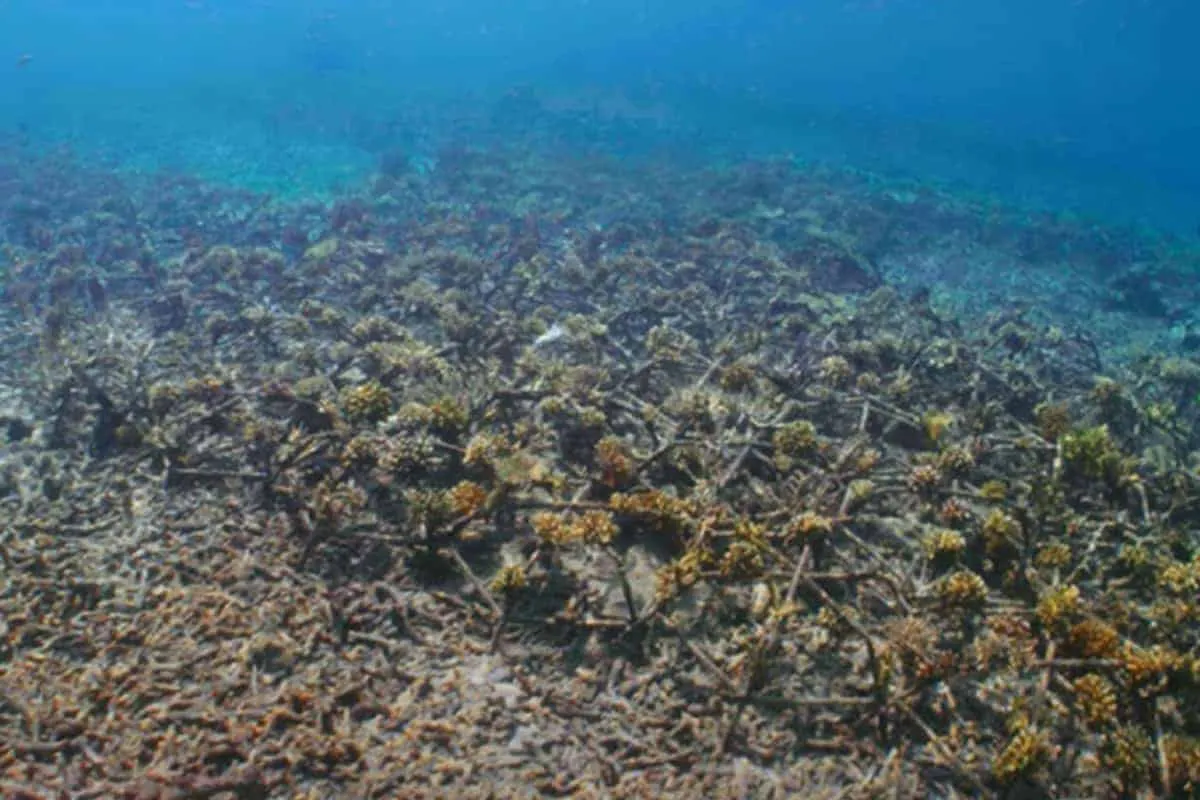 HOPE REEF มหาสมุทรยังมีความหวัง - greenery.