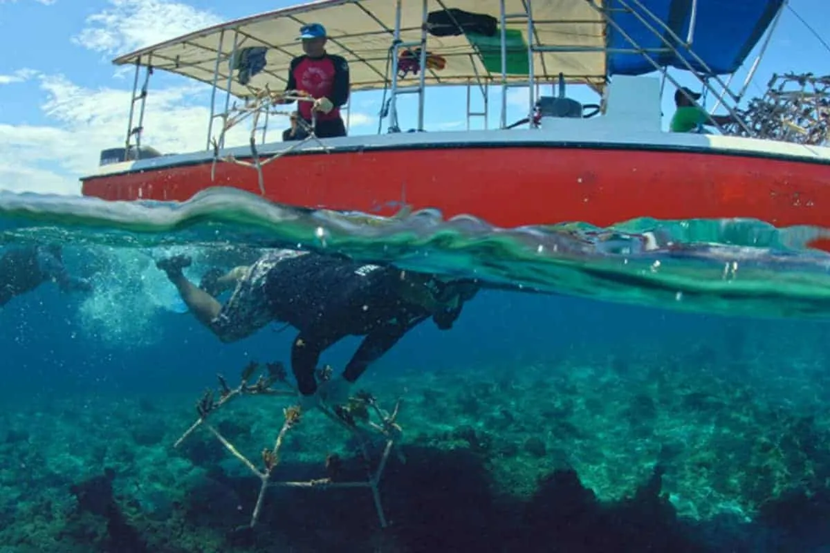 HOPE REEF มหาสมุทรยังมีความหวัง - greenery.