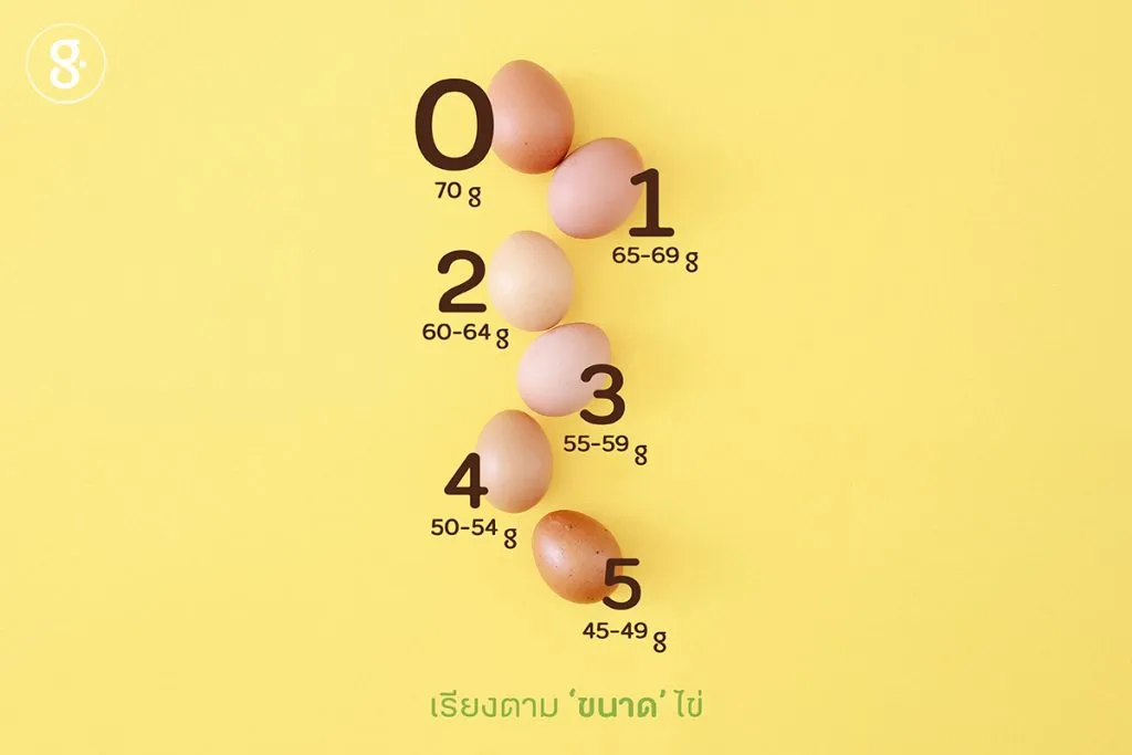 G101 เรียงตามลำดับไข่ - greenery.