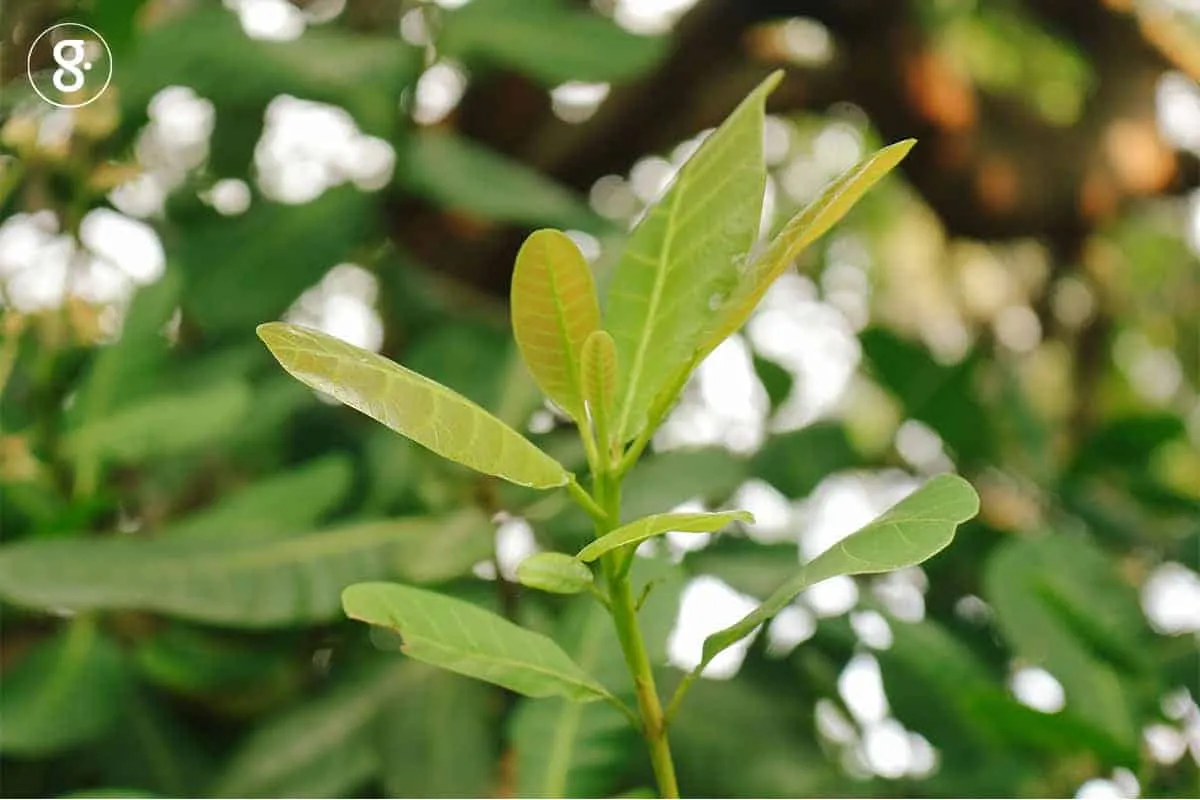 ล้อมวงกินอาหารหรอยในป่าดิบชื้นกลางทะเลใส สุดยอด superlife ที่เกาะยาวใหญ่ จังหวัดพังงา - greenery.