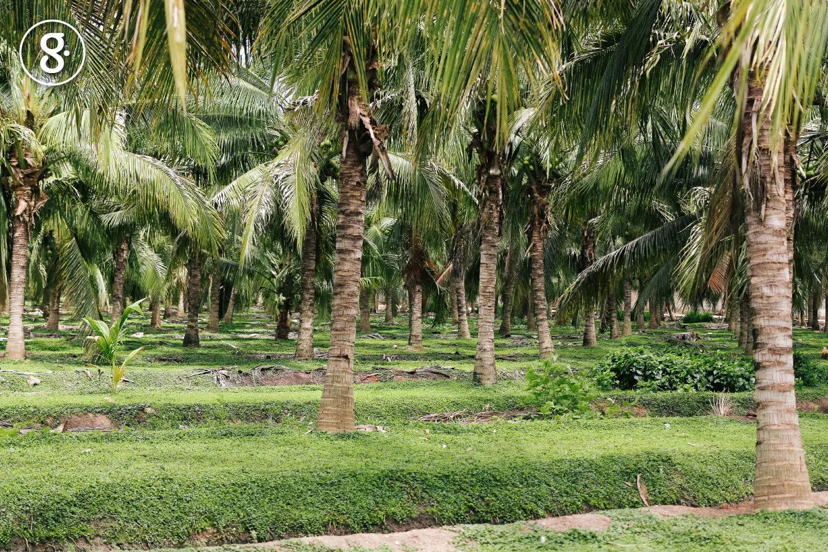 ชนัญญา เชวงโชติ เชฟที่เปลี่ยนสวนมะพร้าวของพ่อ ให้กลายเป็นสวนที่ธรรมชาติดูแลกันเอง - greenery.