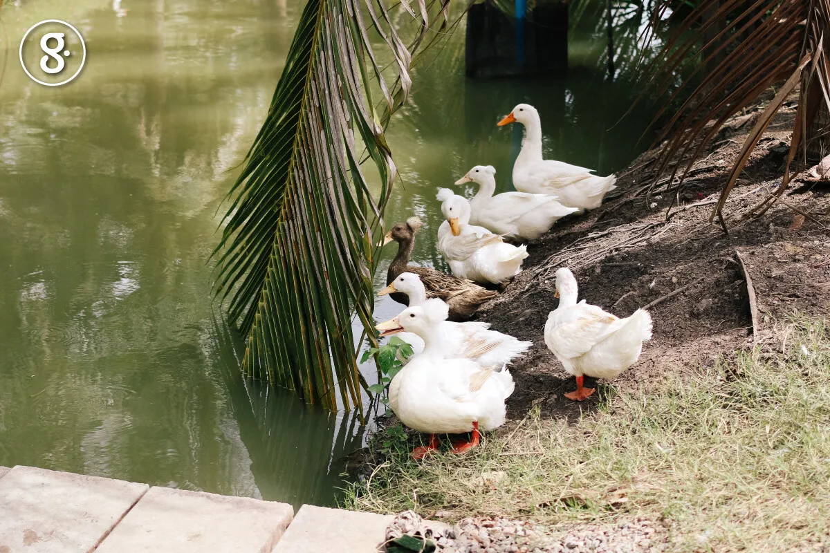 ชนัญญา เชวงโชติ เชฟที่เปลี่ยนสวนมะพร้าวของพ่อ ให้กลายเป็นสวนที่ธรรมชาติดูแลกันเอง - greenery.