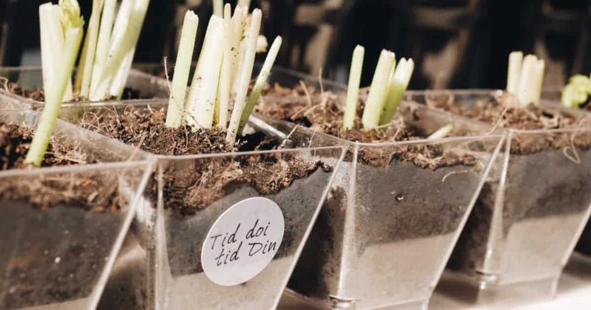 for fb tiddintiddoi - greenery.