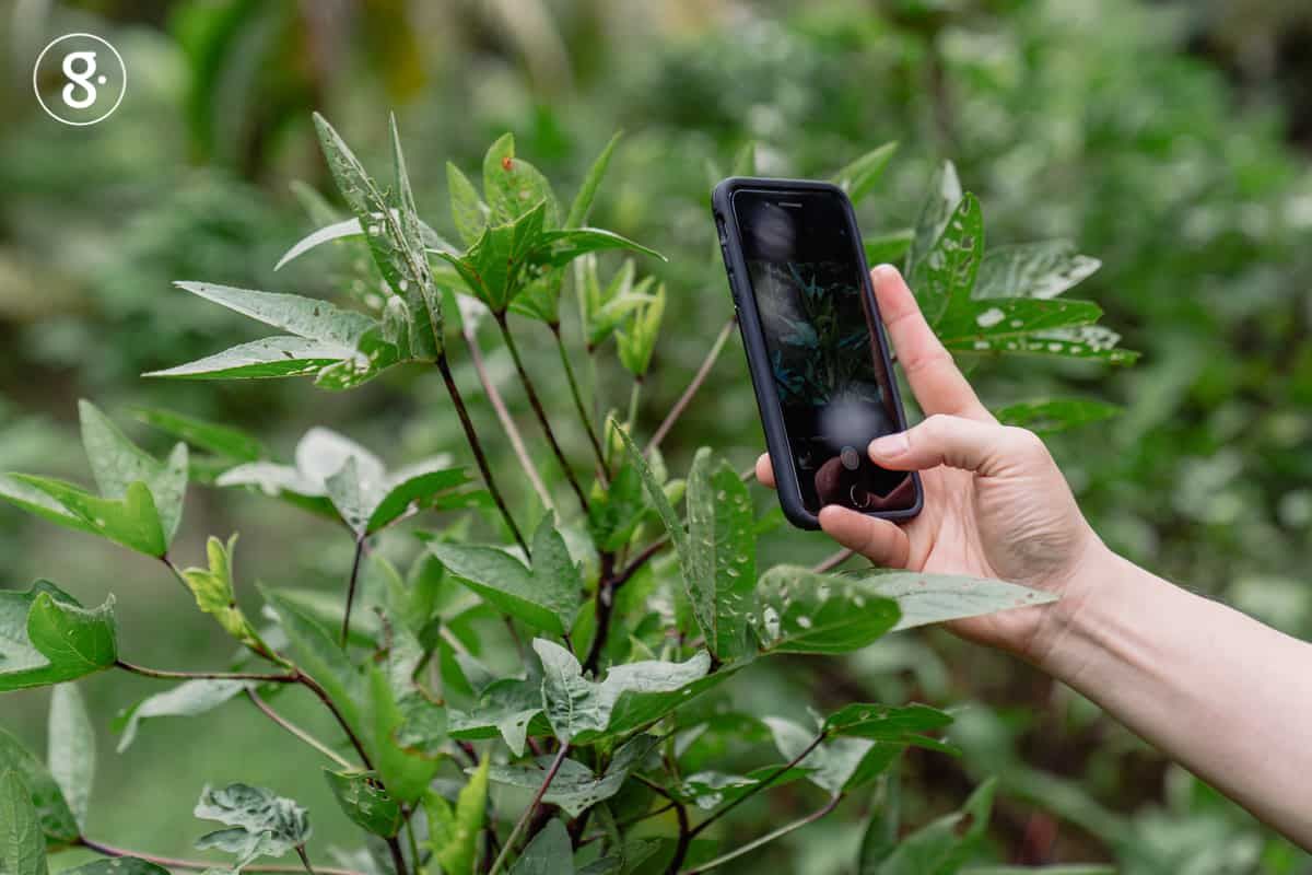 Recommend_Somdul-19 - greenery.