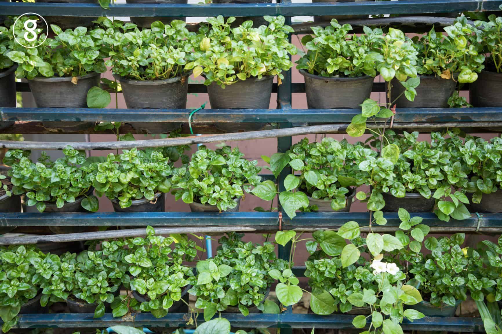 Trend_Foraging Trend-5 - greenery.