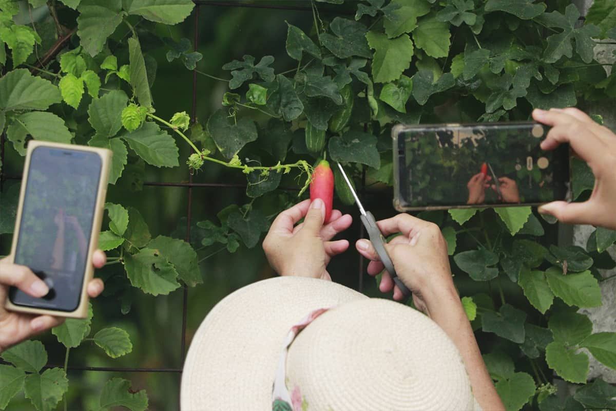 PHOTO Resize-06 - greenery.