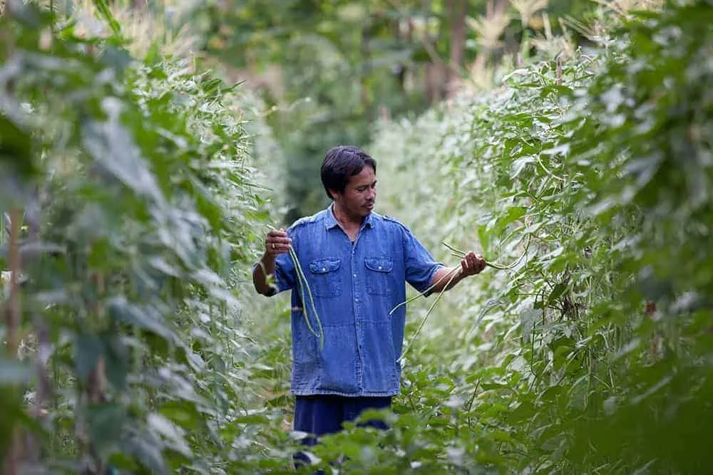 farmer-15 - greenery.