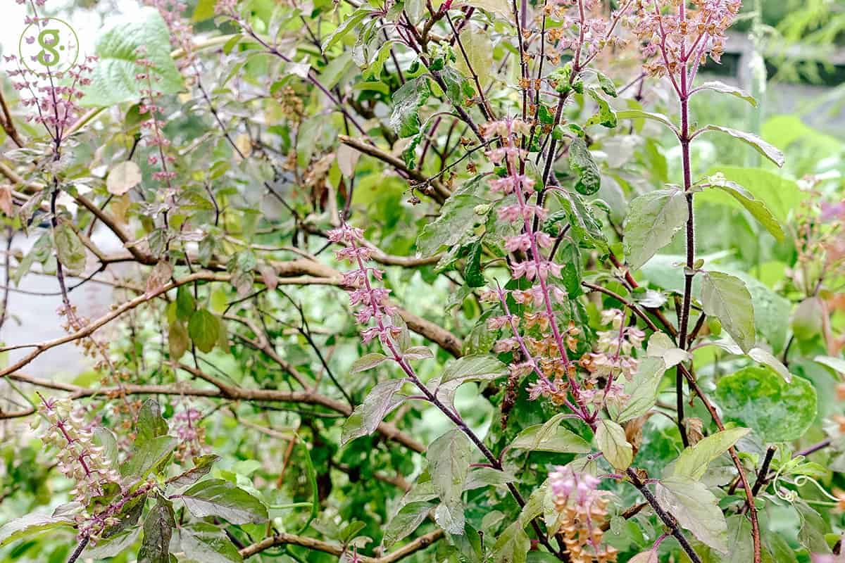 S12345 - greenery.