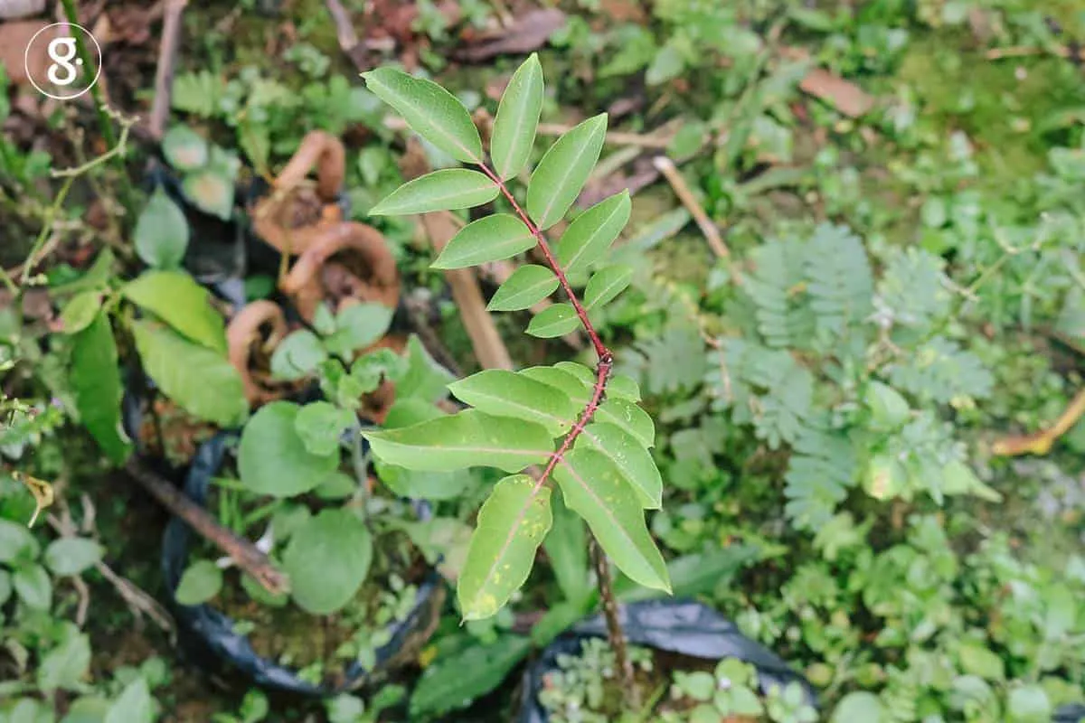 NN-14ต้นกล้ามะแขว่น - greenery.