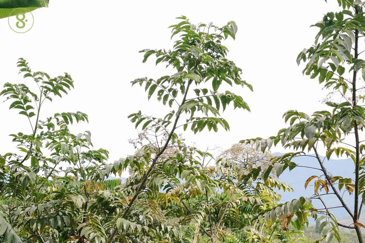 NN-15ต้นมะแขว่น - greenery.