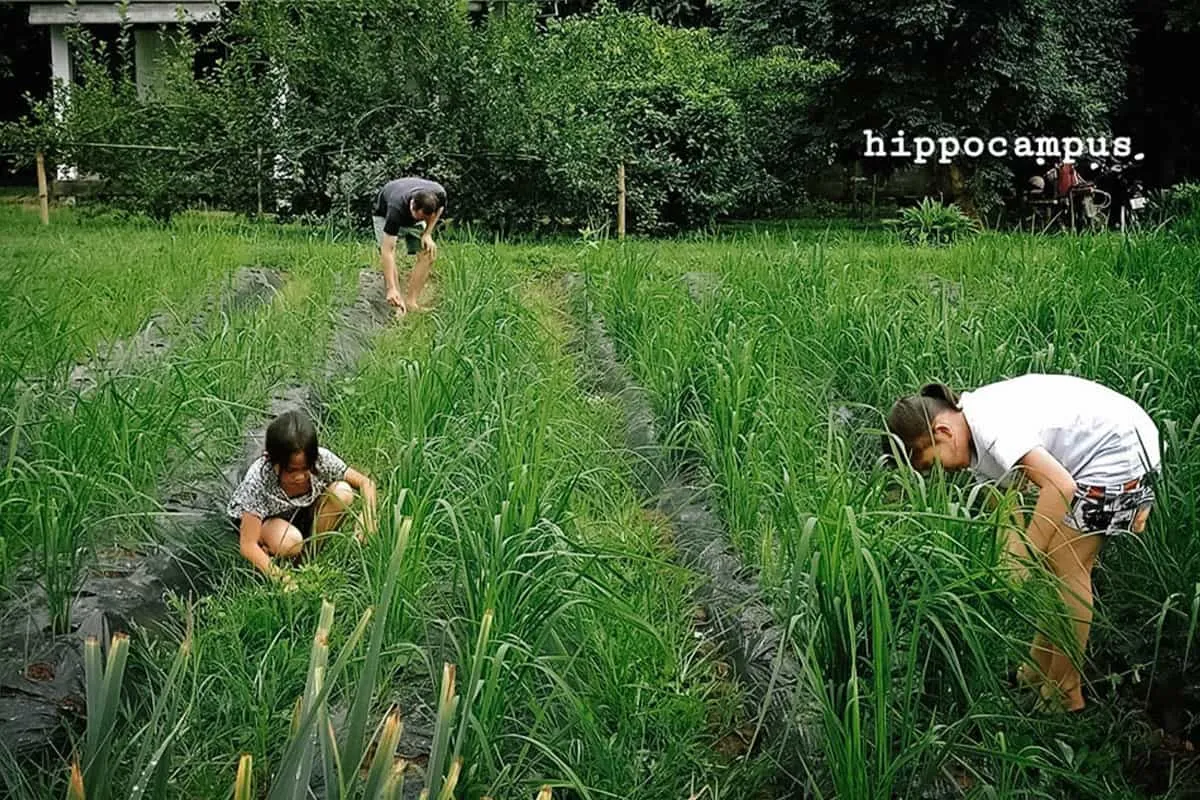 HST-03 hippocampus - greenery.