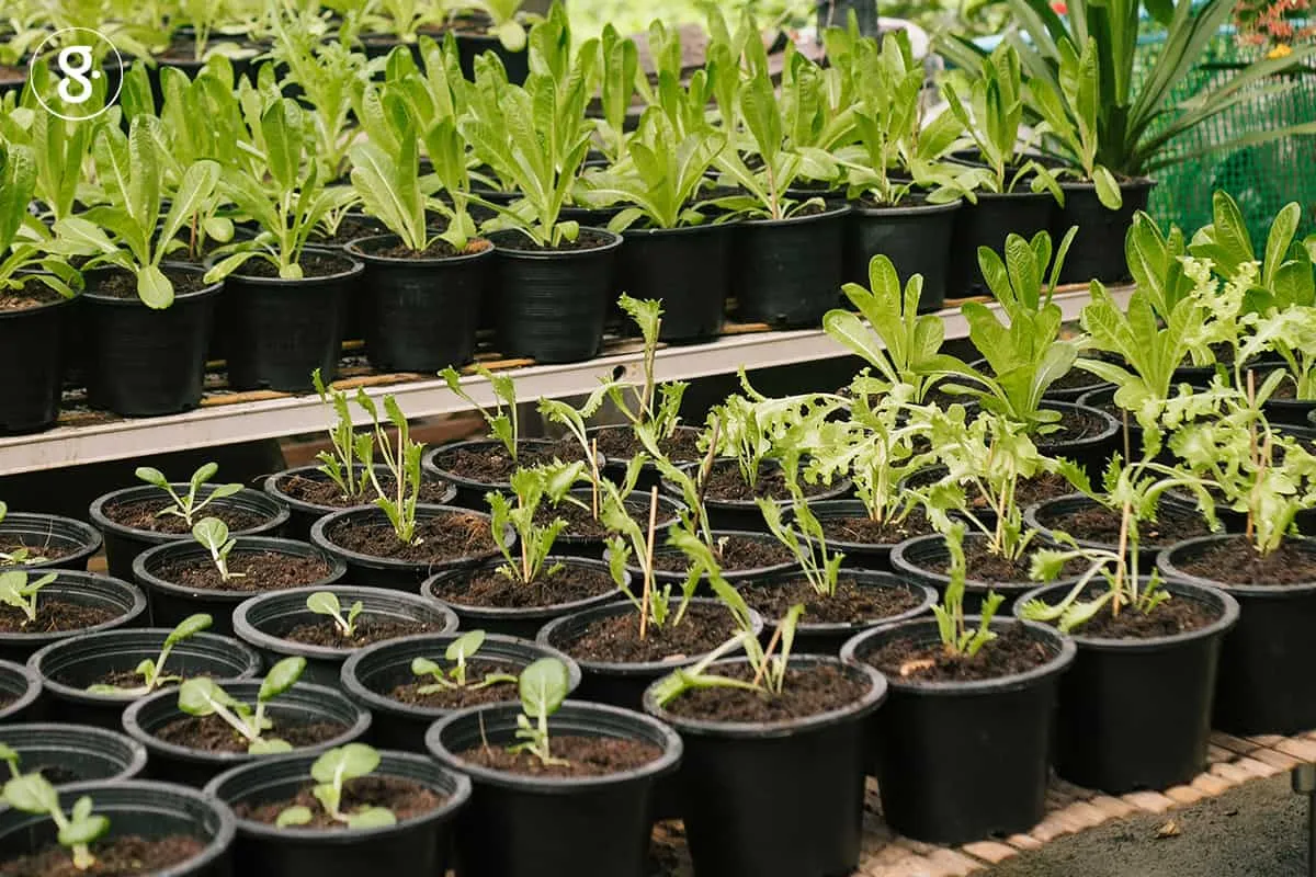 plantD-03 - greenery.