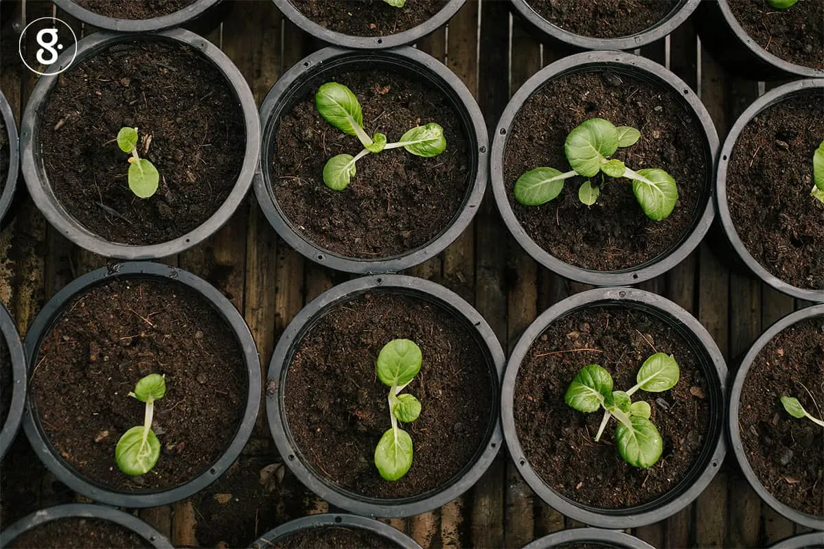 plantD-06 - greenery.