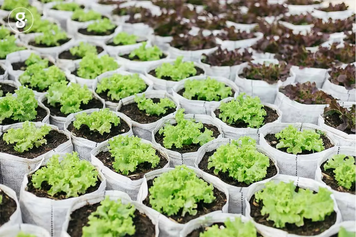 SUTEP-07 - greenery.