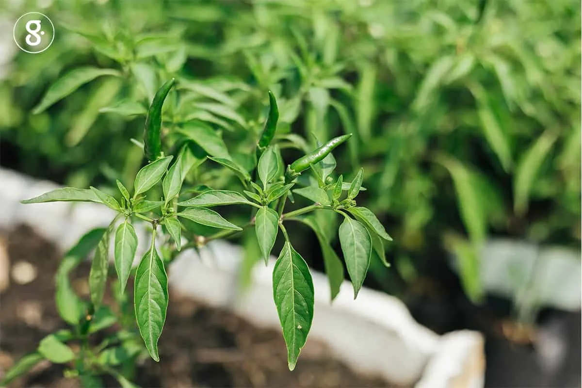 SUTEP-24 - greenery.