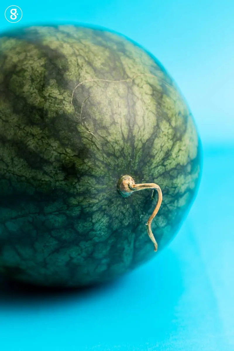 watermelon-02 - greenery.