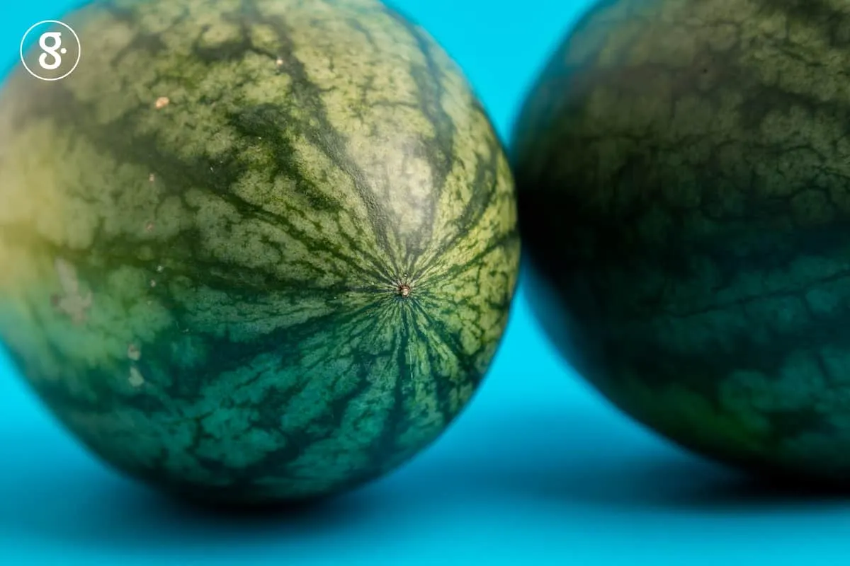 watermelon-05 - greenery.