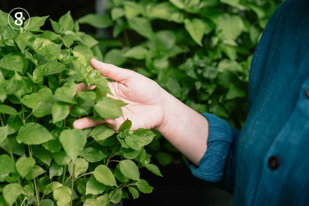 People_Sivatel-3 - greenery.