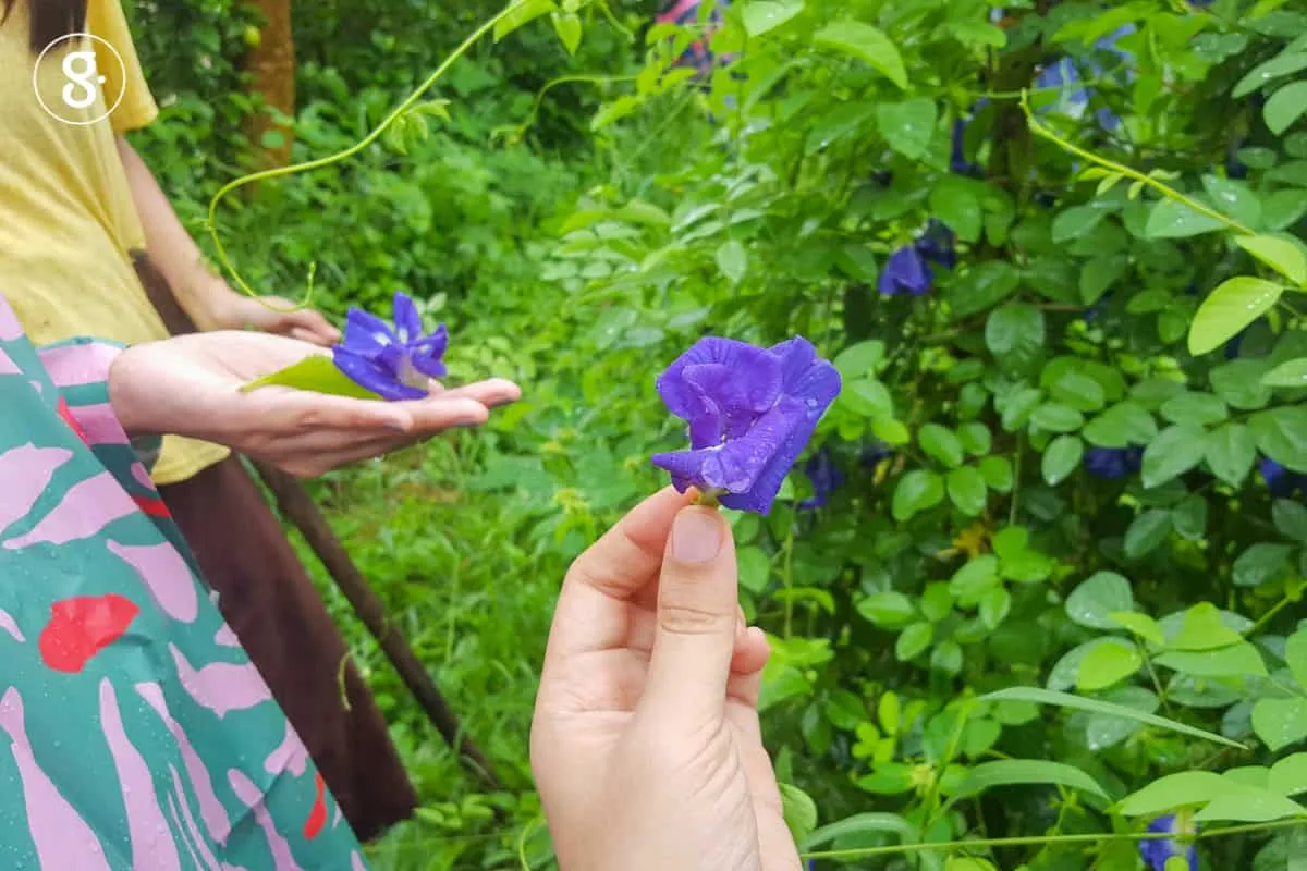 Special_Food Security-6 - greenery.