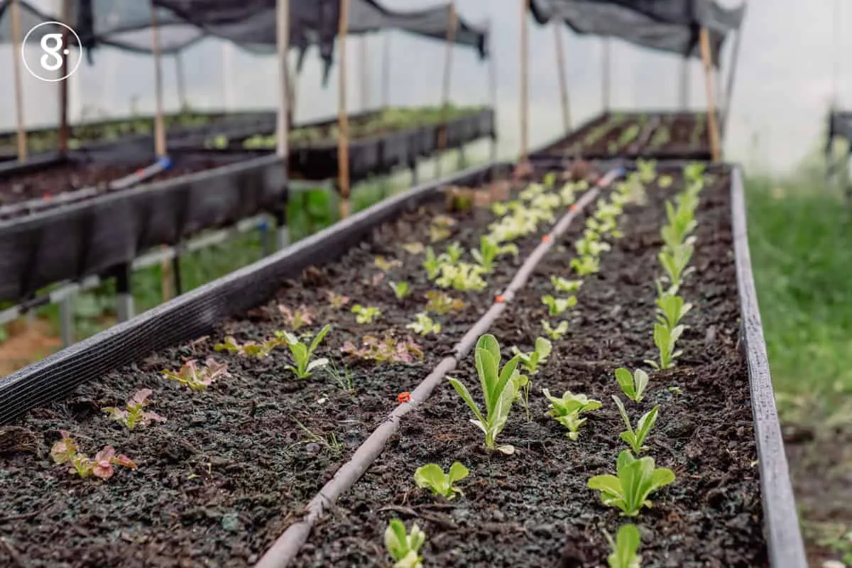 Recommend_Somdul-3 - greenery.