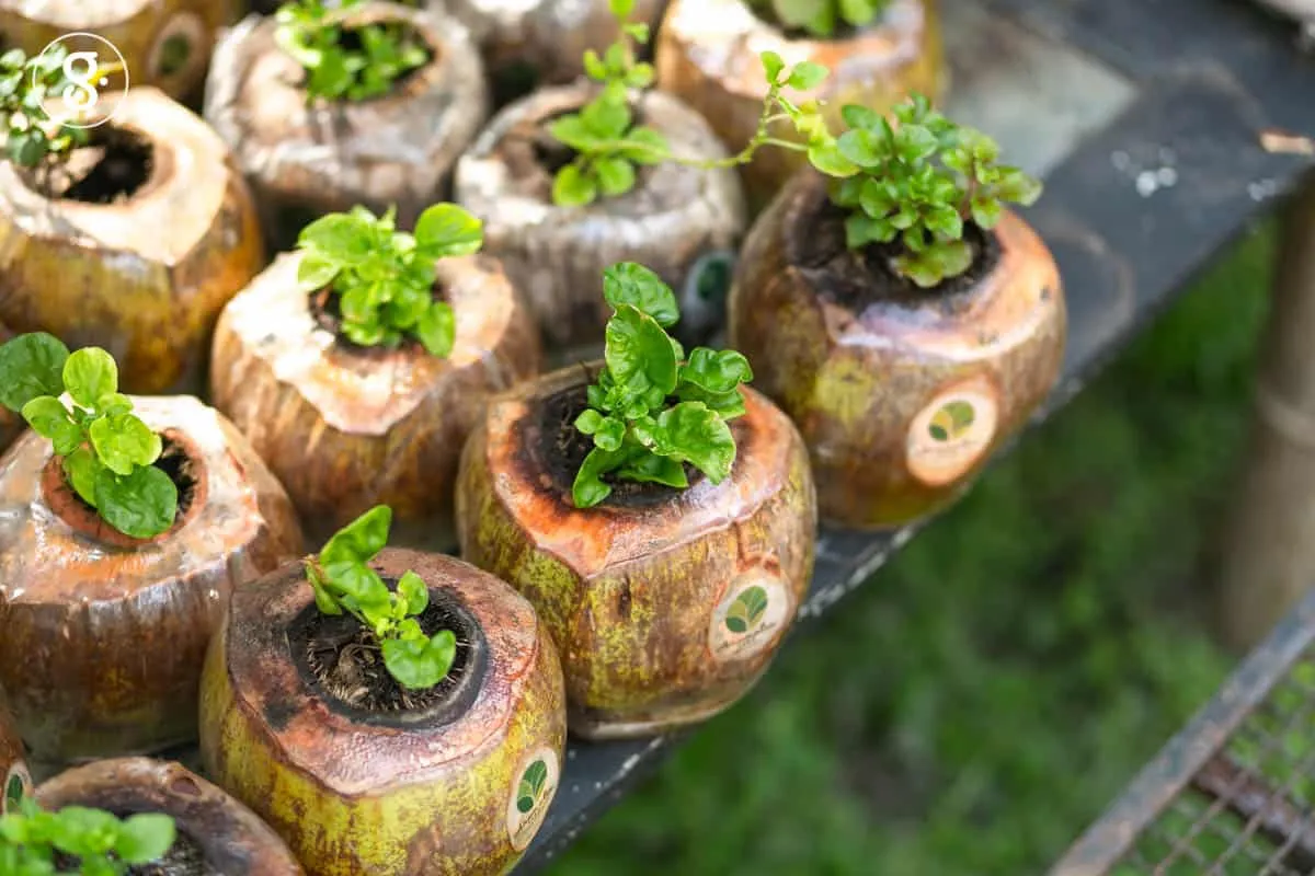 People_James 500-11 - greenery.