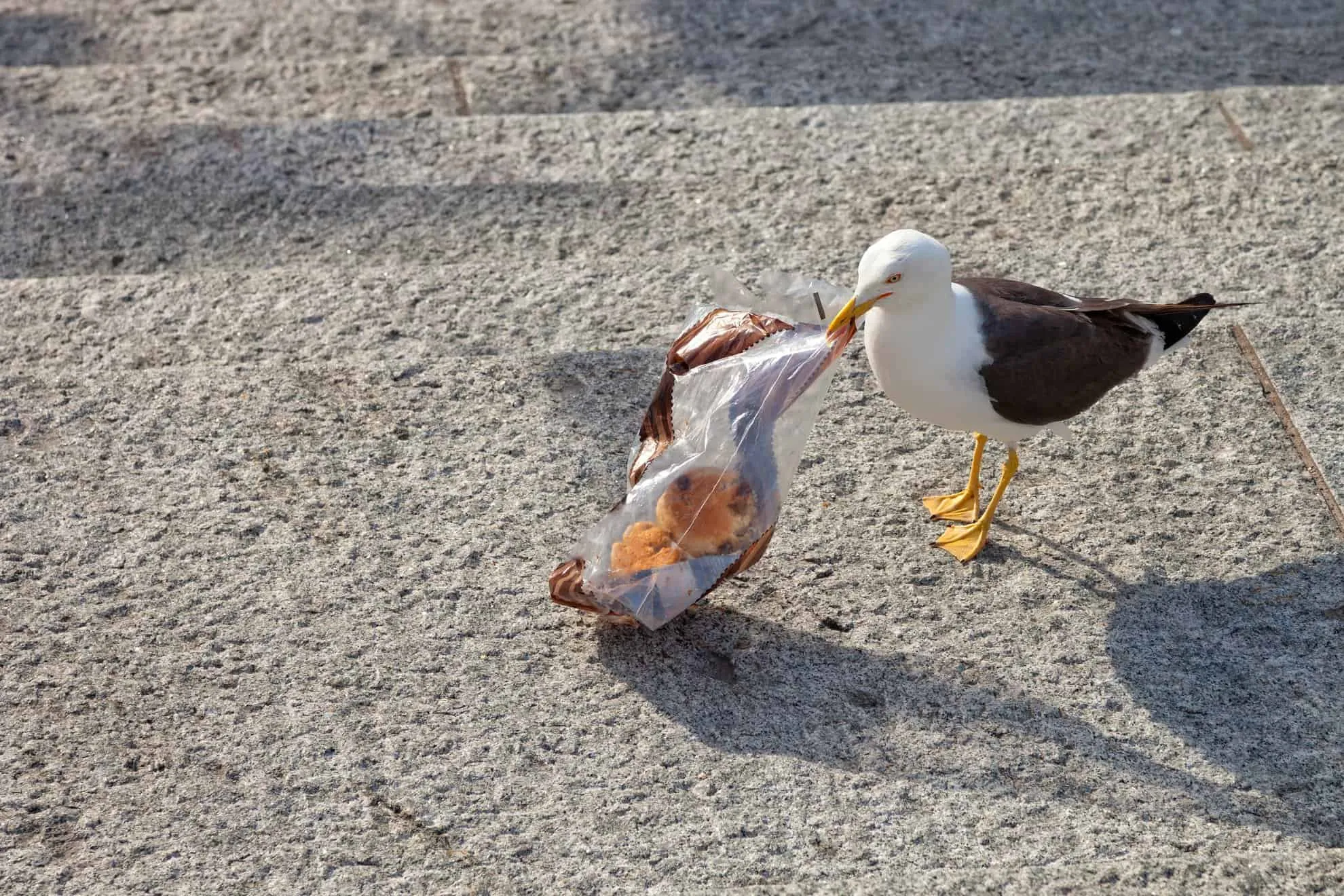 Waste Side Story_กินพลาสติก-01 - greenery.