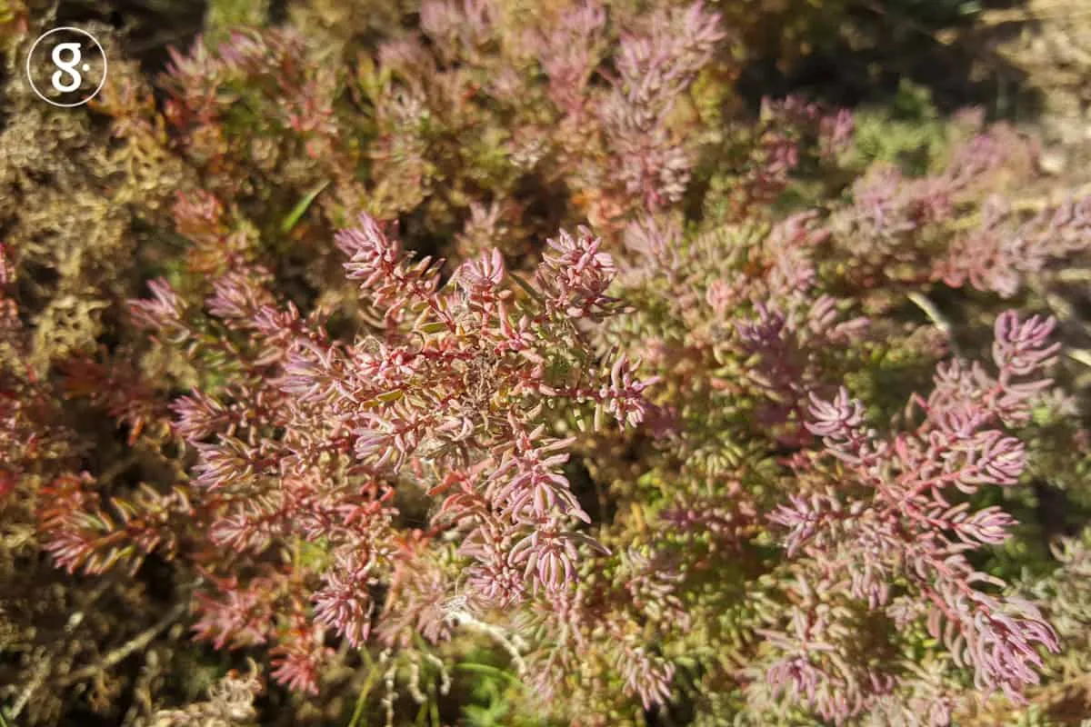 How to_ผงชะคราม-9 - greenery.