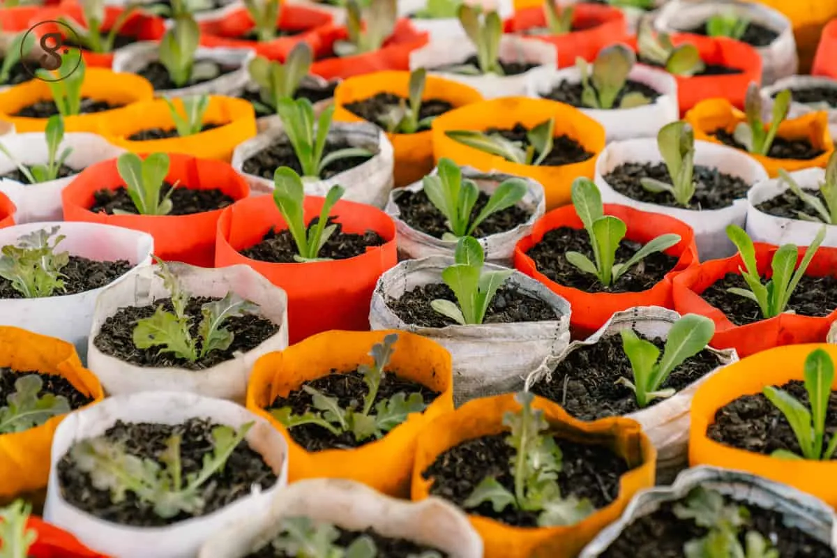 People_Wastegetable-1 - greenery.