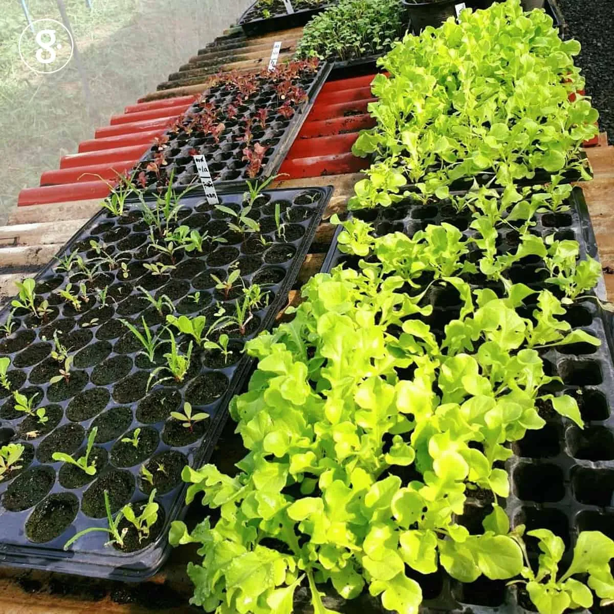 สวนผักริมเบียง_Jan-13 - greenery.