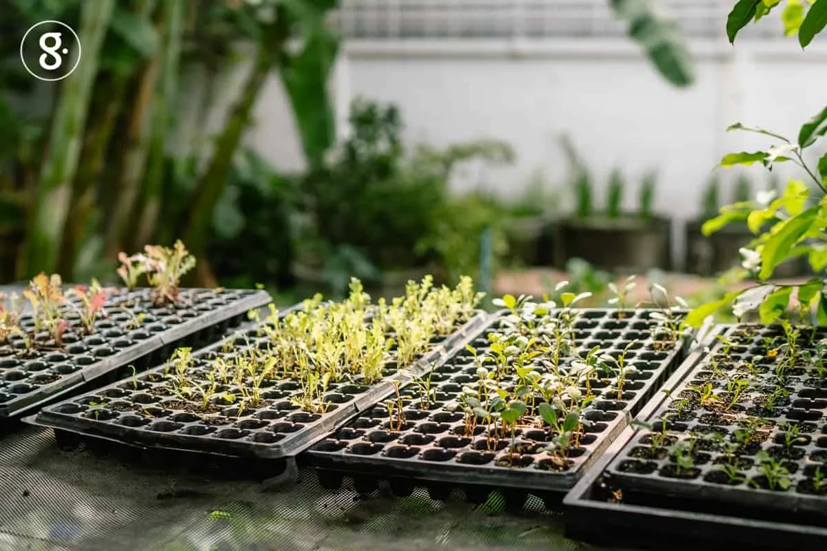 สวนผักริมเบียง_แสงแดด-9 - greenery.