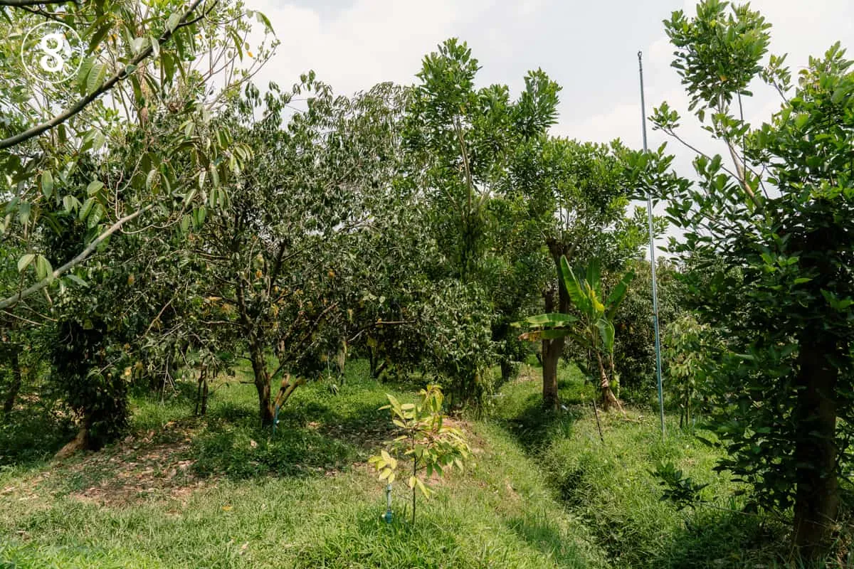 People_สุรศักดิ์ ทุเรียน-13 - greenery.