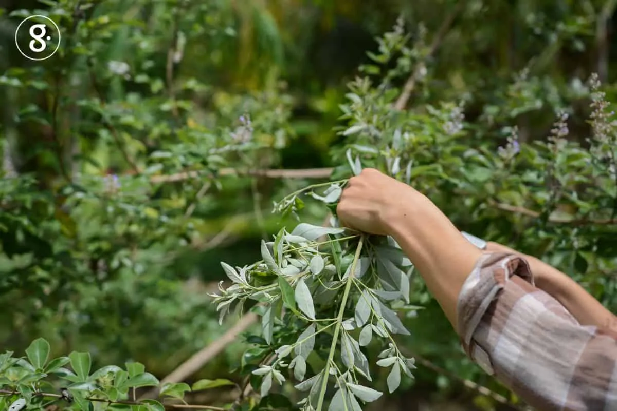 Recommend_สวนนาพรุ-5 - greenery.