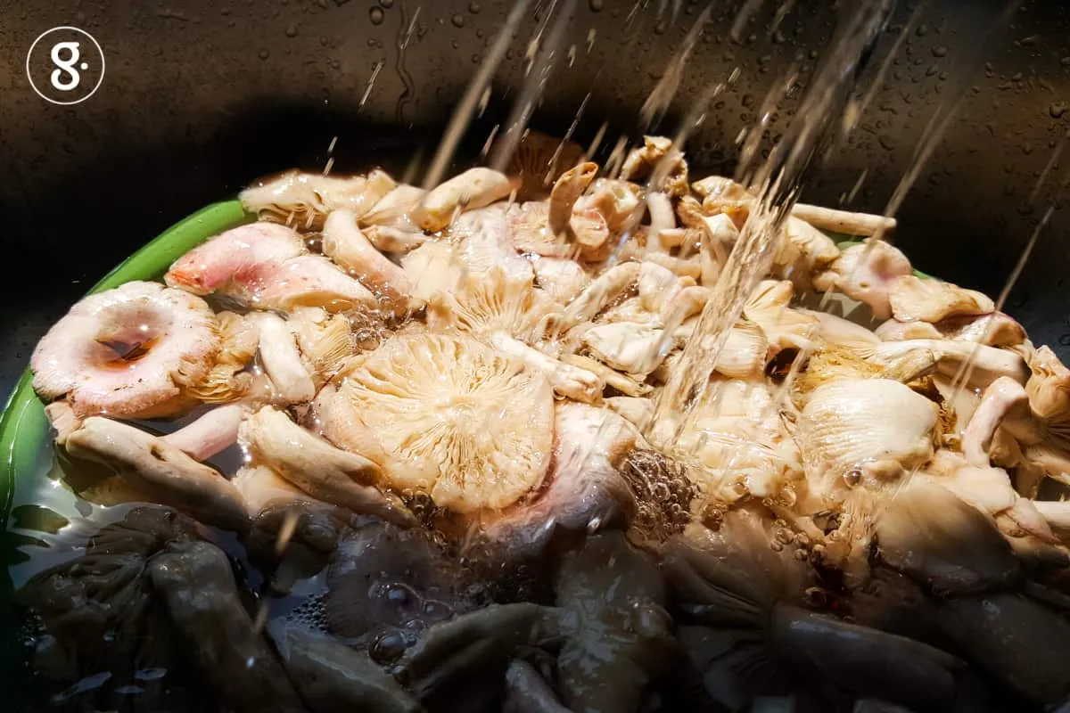 How to_เห็ดป่า-14 - greenery.