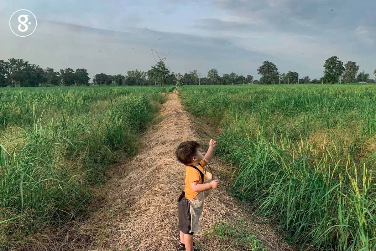 Insight_กินข้าว-7 - greenery.