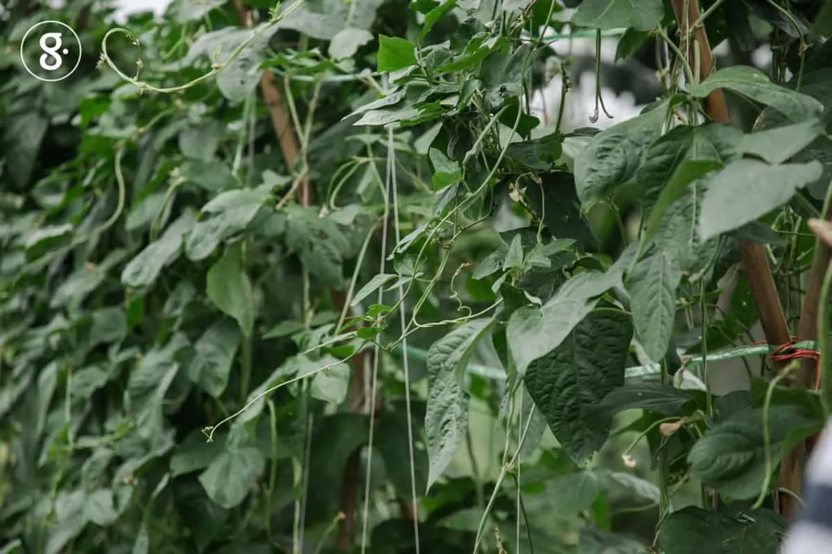 Report_Forest Garden-2 - greenery.