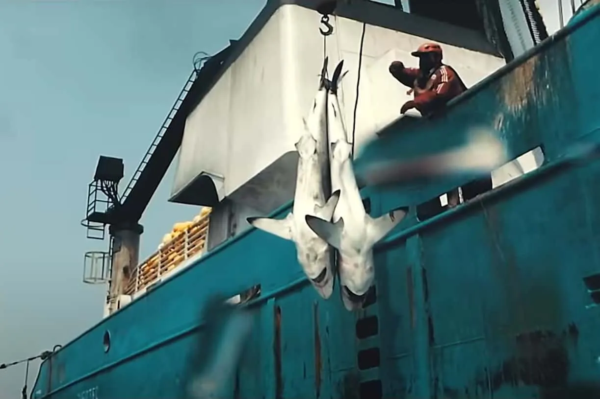 Seaspiracy-screenshot-1-fishing-sharks - greenery.