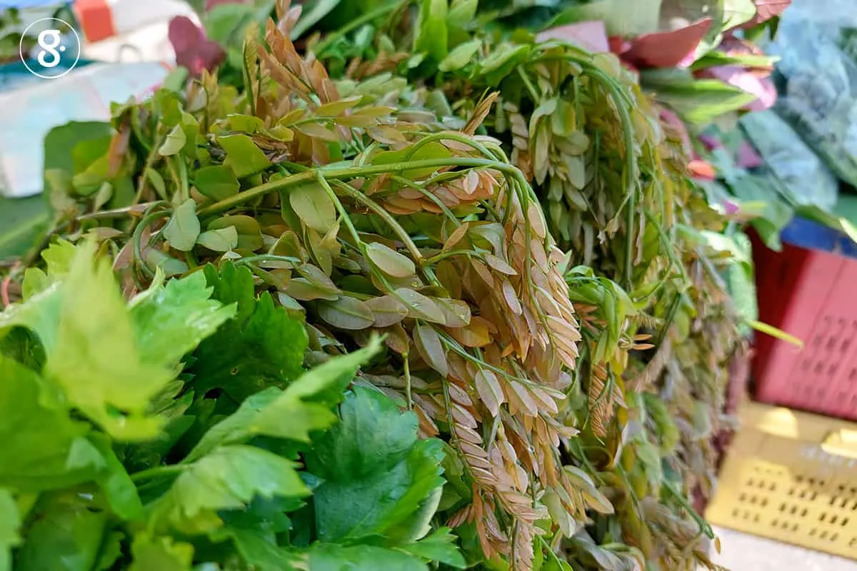 FORMAT PHOTO WITH LOGO-17 - greenery.