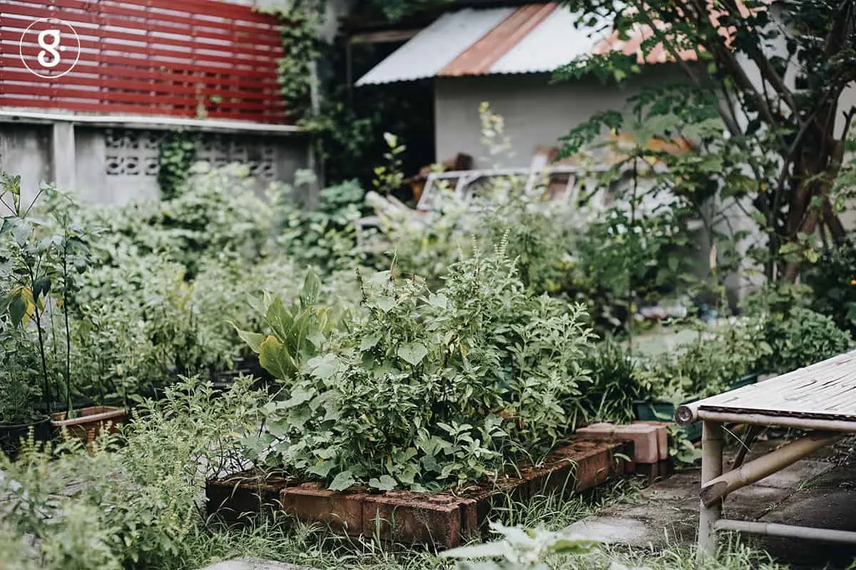 PHOTO LOGO-13 - greenery.