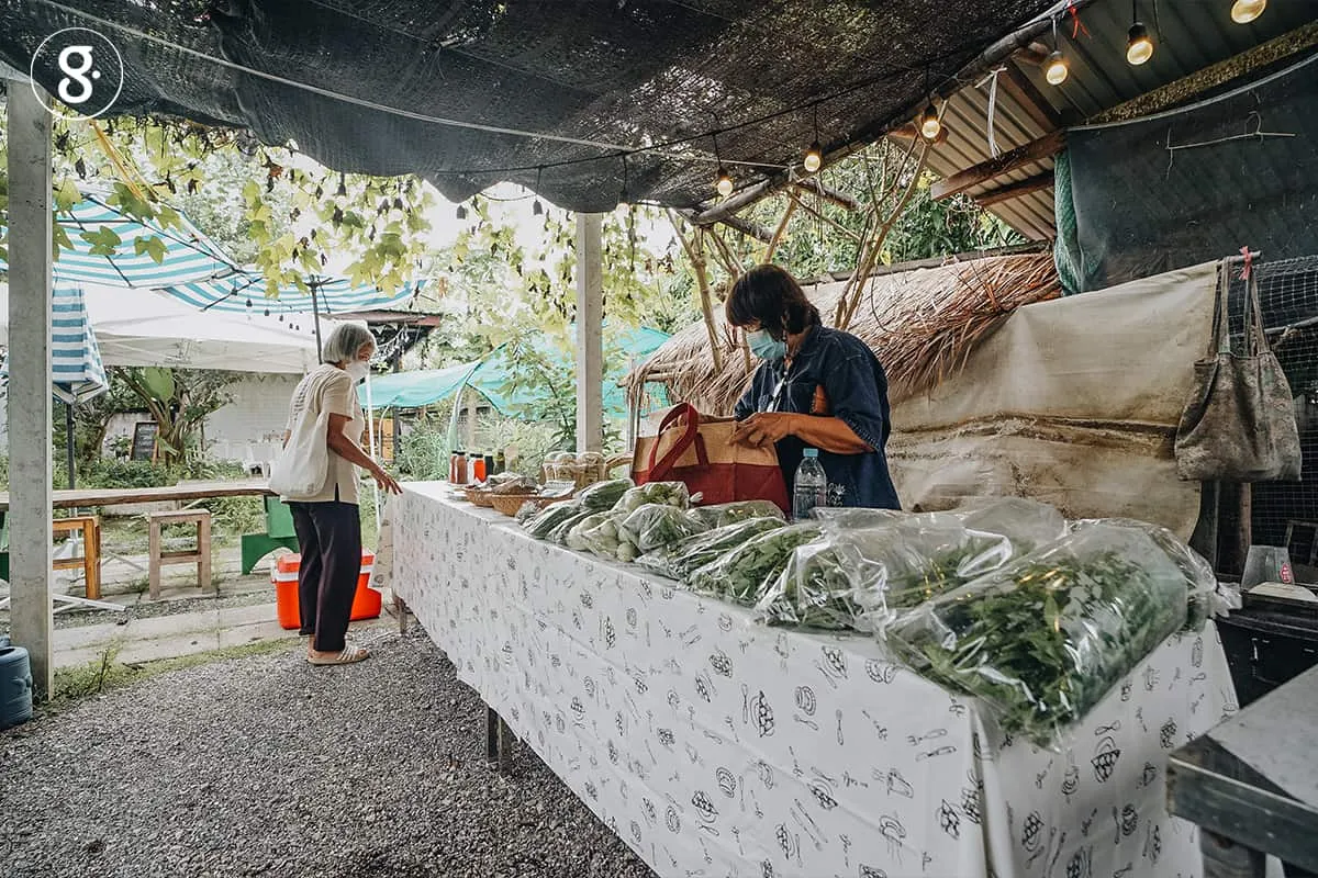 PHOTO LOGO-27 - greenery.