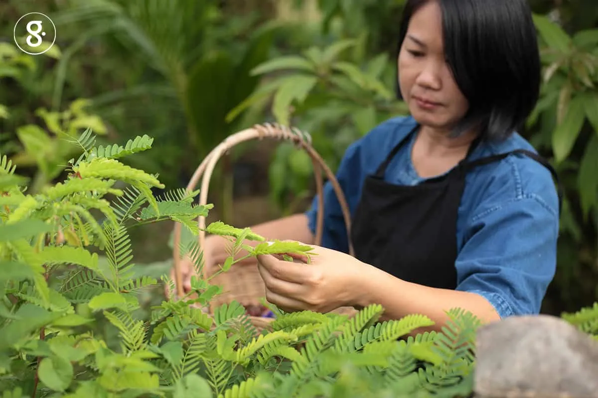 PHOTO WITH LOGO-10 - greenery.