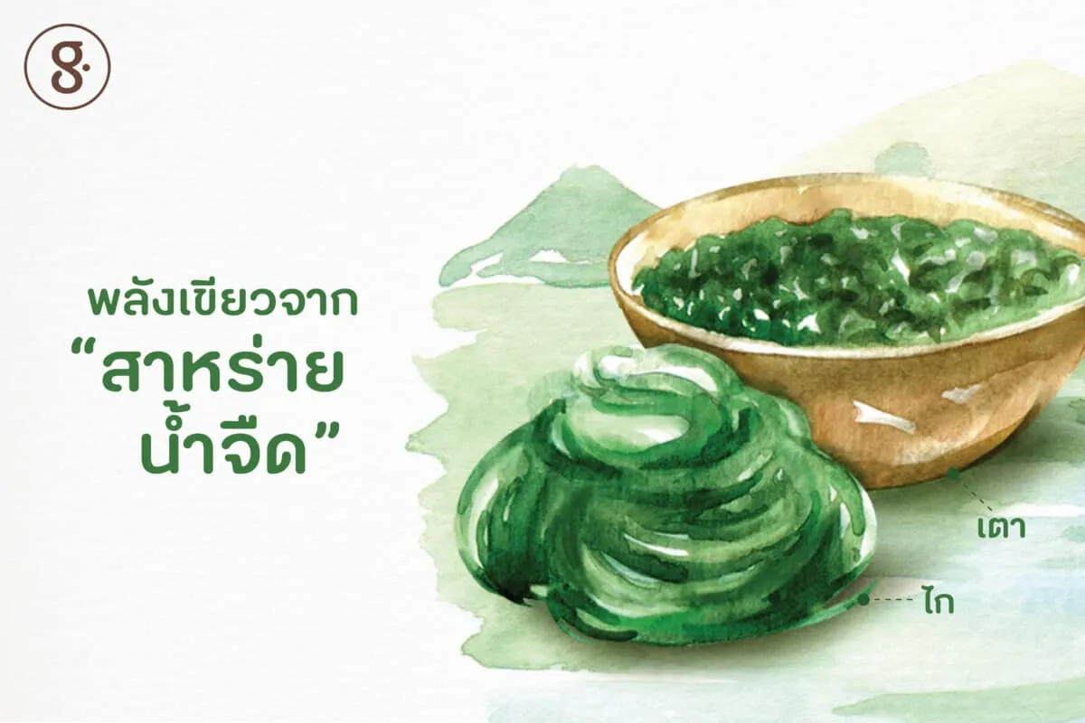 G101_สาหร่ายน้ำจืด-02 - greenery.