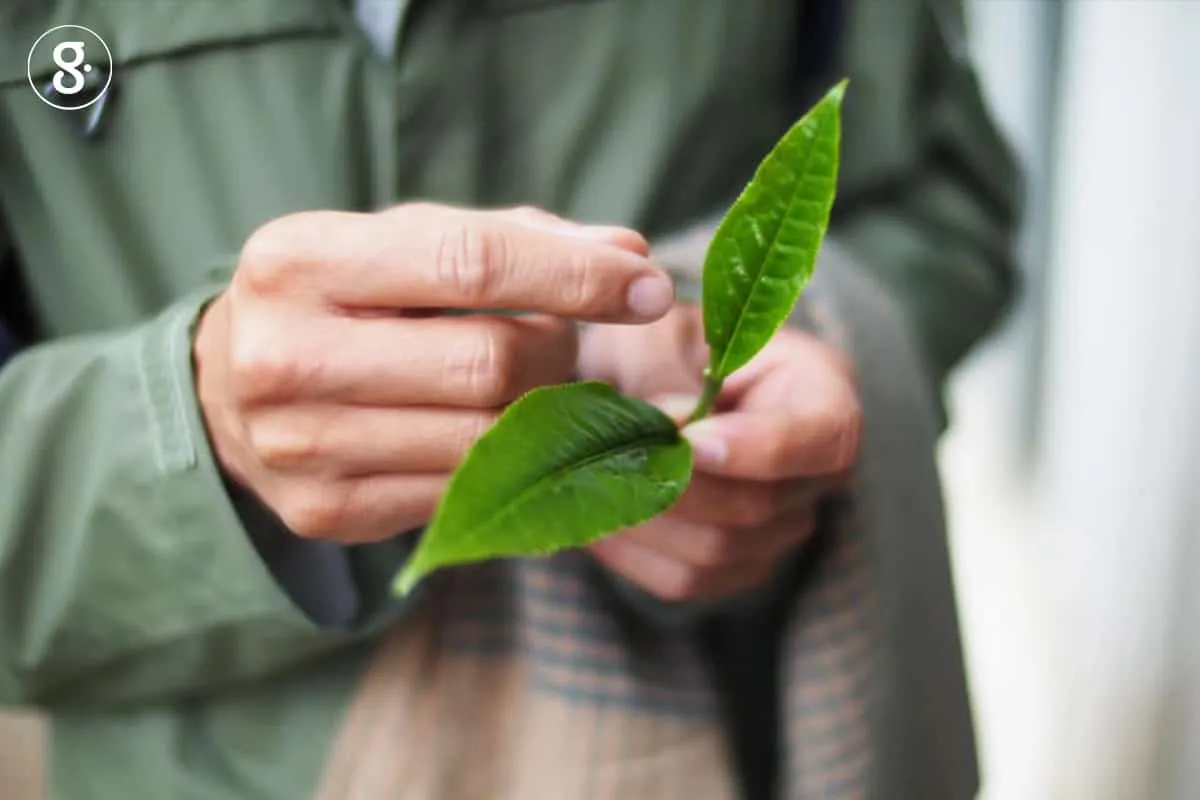PHOTO 03 - greenery.