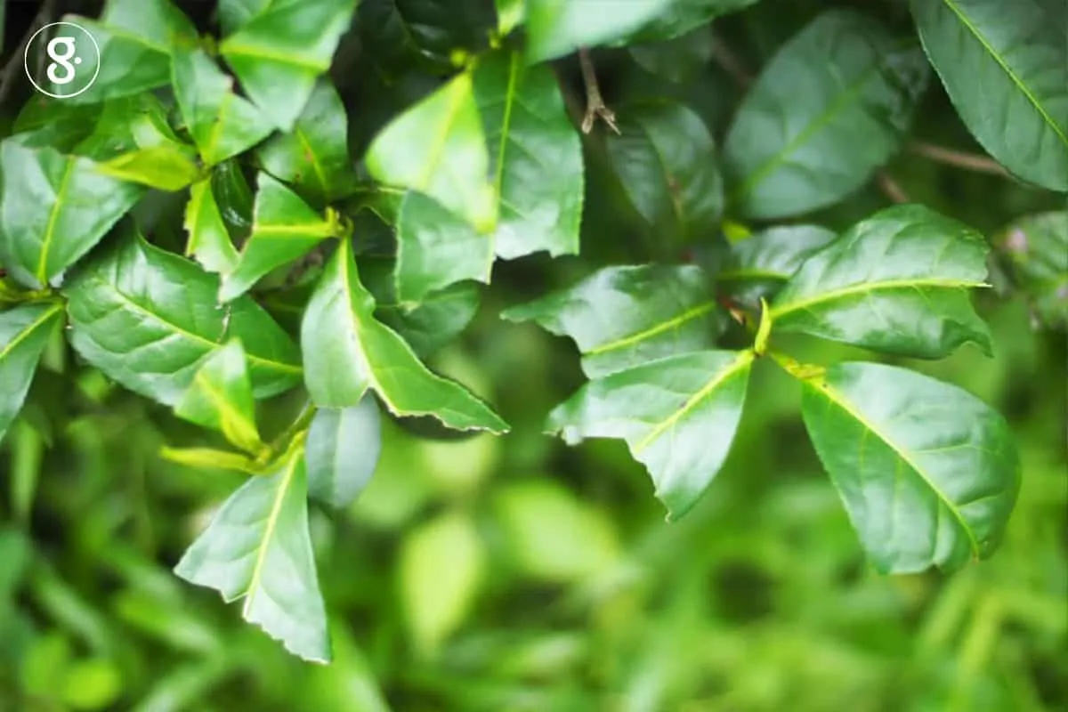 PHOTO 07 - greenery.