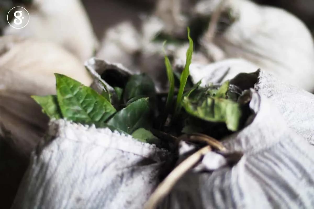 PHOTO 09 - greenery.