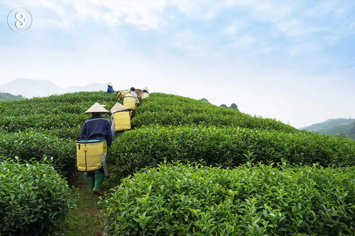 PHOTO 12 - greenery.