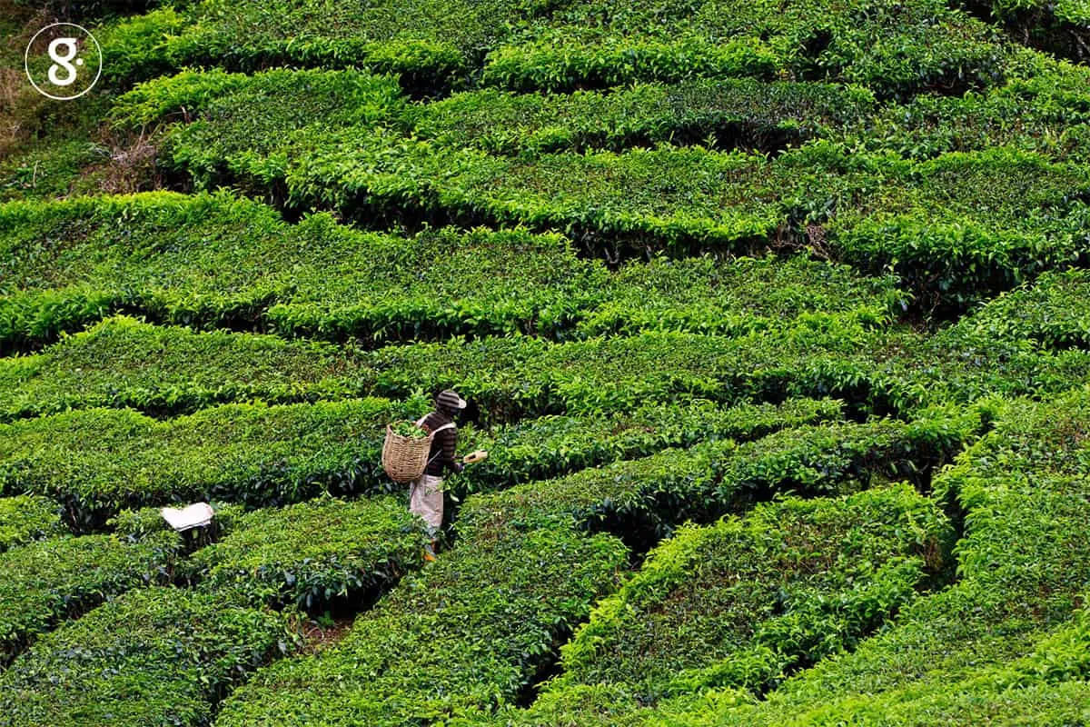 PHOTO 14 - greenery.